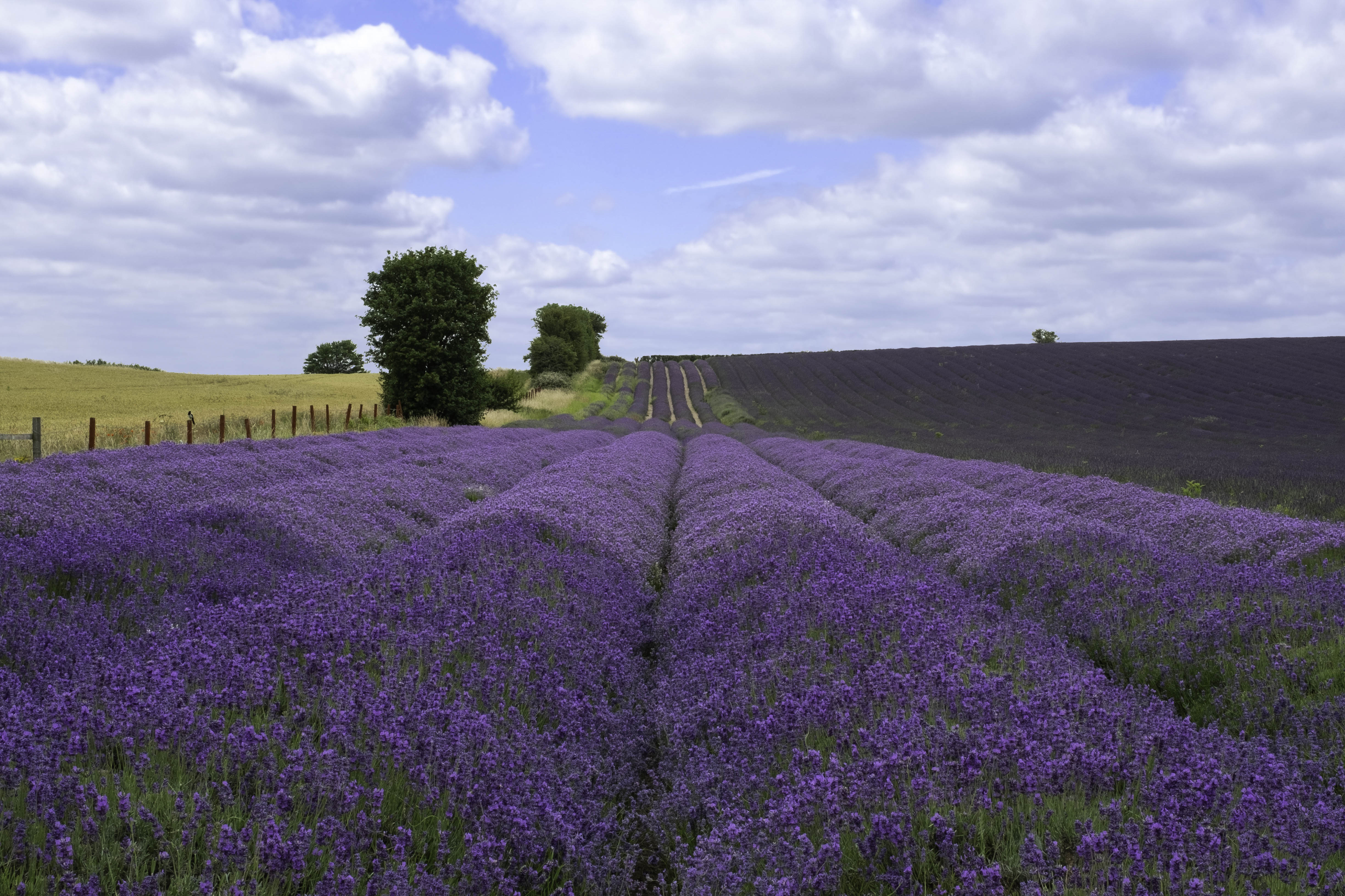 Stitchin’ in Hitchin Lavender with Seamstress Supremo, Jo Riddle ...